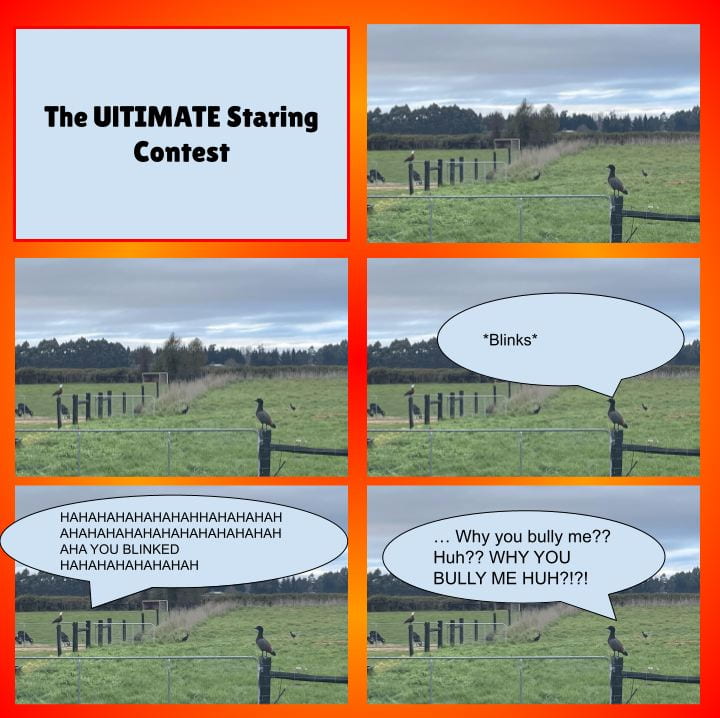 The ULTIMATE Duck Staring Contest – Koby @ New Brighton Catholic